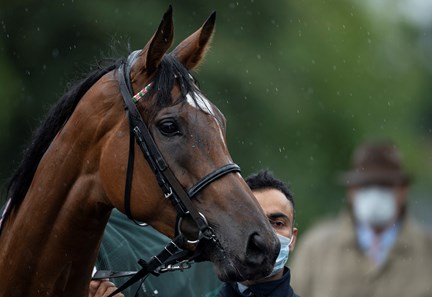 Enable (GB) - Horse Profile - BloodHorse