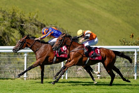 Fancy Blue (IRE) - Horse Profile - BloodHorse