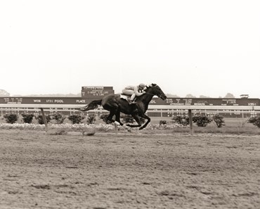 Kelso - Horse Profile - BloodHorse