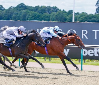 Starman (GB) - Horse Profile - BloodHorse