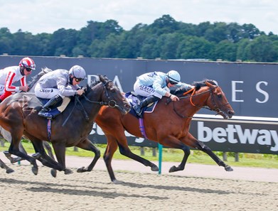 Starman (GB) - Horse Profile - BloodHorse