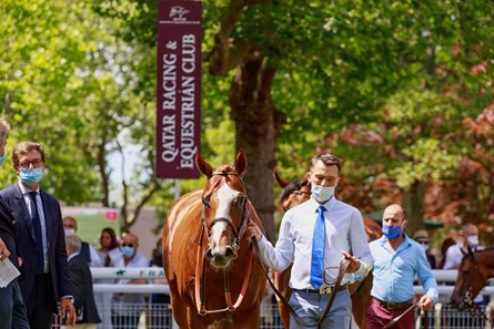 Earthlight (IRE) - Horse Profile - BloodHorse