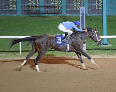Quality Rocket - Horse Profile - BloodHorse