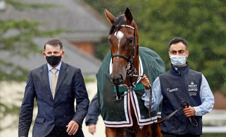 Enable (GB) - Horse Profile - BloodHorse