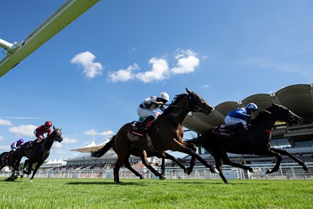 Mohaather (GB) - Horse Profile - BloodHorse