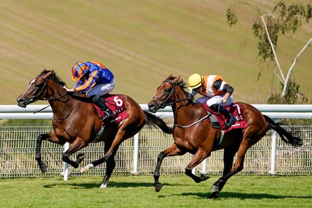 Fancy Blue (IRE) - Horse Profile - BloodHorse