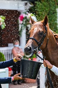 Yibir (GB) - Horse Profile - BloodHorse