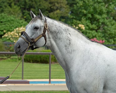 Mission Impazible - Horse Profile - BloodHorse