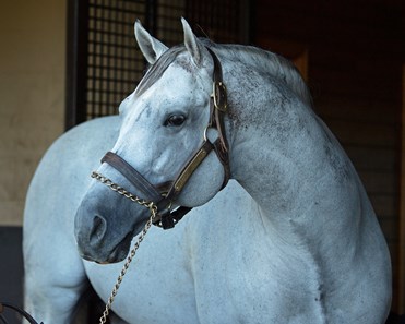 Mission Impazible - Horse Profile - BloodHorse