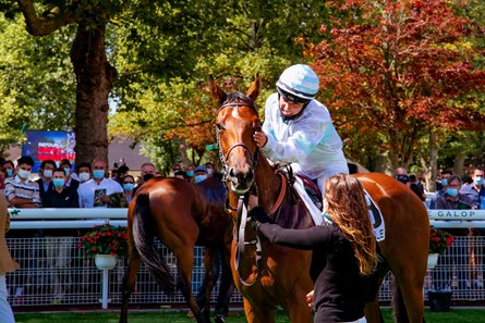 Tiger Tanaka (IRE) - Horse Profile - BloodHorse