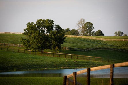 Barnes - Horse Profile - BloodHorse
