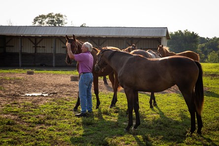 Barnes - Horse Profile - BloodHorse