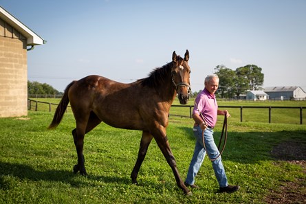 Barnes - Horse Profile - BloodHorse