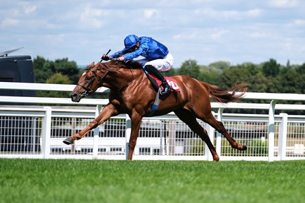 Yibir (GB) - Horse Profile - BloodHorse