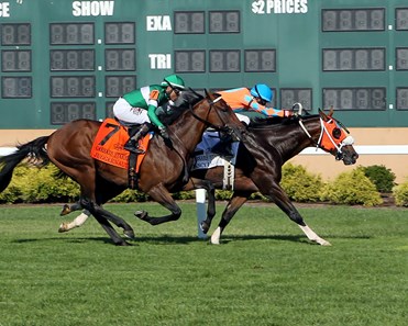 Fancy Liquor - Horse Profile - BloodHorse
