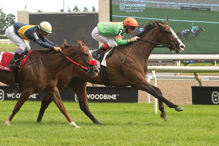 Forester's Turn - Horse Profile - BloodHorse