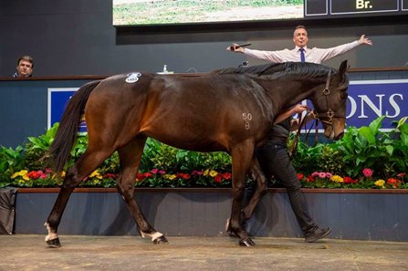 Shalaa Colt Tops National Yearling Sale Opening Session - TrueNicks.com