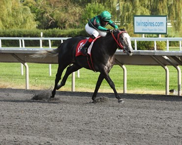 Smokin' Jay - Horse Profile - BloodHorse