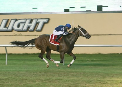 Quality Rocket - Horse Profile - BloodHorse
