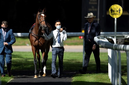 Enable (GB) - Horse Profile - BloodHorse