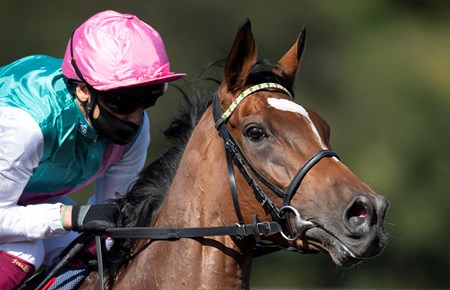 Enable (GB) - Horse Profile - BloodHorse