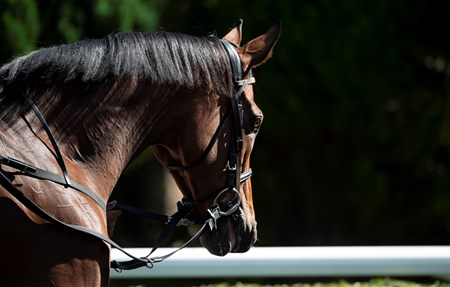 Enable (GB) - Horse Profile - BloodHorse