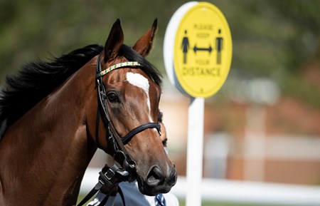 Enable (GB) - Horse Profile - BloodHorse
