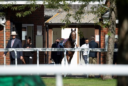 Enable - Horse Profile - BloodHorse