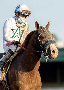 Improbable - Horse Profile - BloodHorse