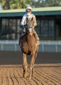 Improbable - Horse Profile - BloodHorse
