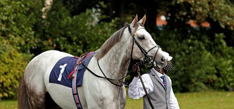 St. Leger Hero Logician to Stand at Shade Oak Stud - BloodHorse