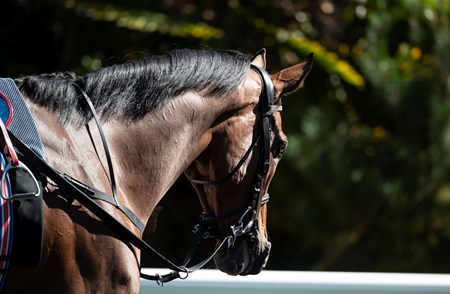 Enable (GB) - Horse Profile - BloodHorse