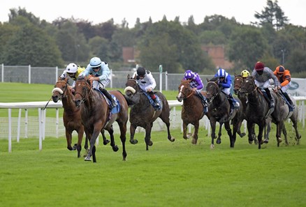 Starman (GB) - Horse Profile - BloodHorse