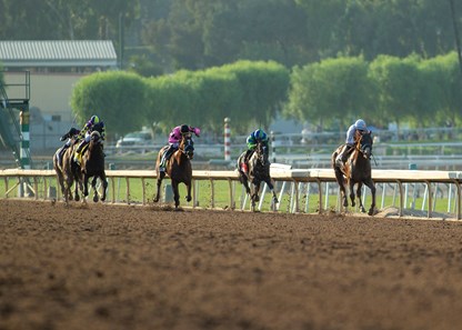 Improbable - Horse Profile - BloodHorse