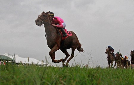 Got Stormy - Horse Profile - BloodHorse