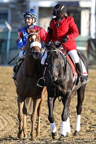 Swiss Skydiver - Horse Profile - BloodHorse