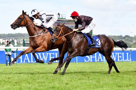 Fev Rover 'In Serious Form' for Marcel Boussac - BloodHorse