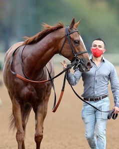 Got Stormy - Horse Profile - BloodHorse