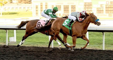 Starlight Stroll - Horse Profile - BloodHorse