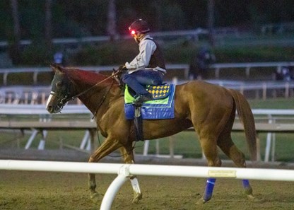 Improbable - Horse Profile - BloodHorse