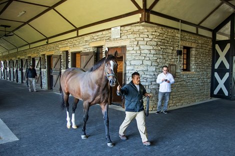 Pensioned Versatile Stallion Stormy Atlantic Dies at 32 - BloodHorse