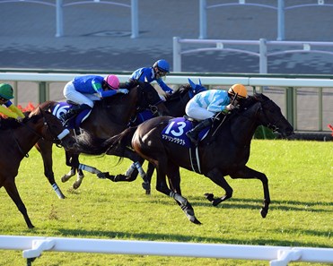 Daring Tact (JPN) - Horse Profile - BloodHorse