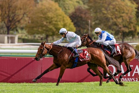 Tiger Tanaka (IRE) - Horse Profile - BloodHorse
