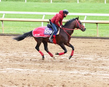 Jasper Prince - Horse Profile - BloodHorse