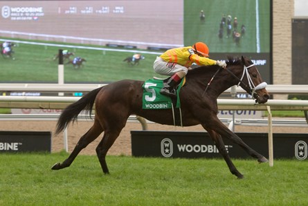 Merveilleux - Horse Profile - BloodHorse