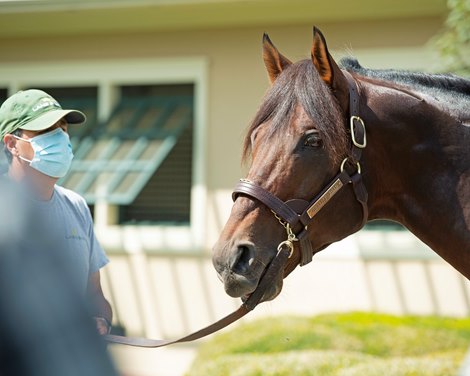 Quality Road Leads 2021 Stallion Roster at Lane's End - BloodHorse