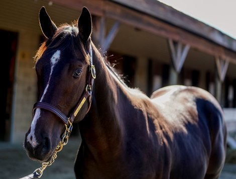Bell Gable Stable Secures Coveted Flatter Colt - BloodHorse