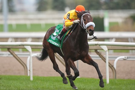 Merveilleux - Horse Profile - BloodHorse