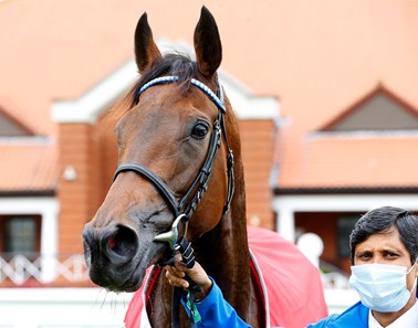 Nazeef (GB) - Horse Profile - BloodHorse