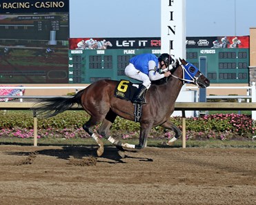 Bayou Cat - Horse Profile - BloodHorse